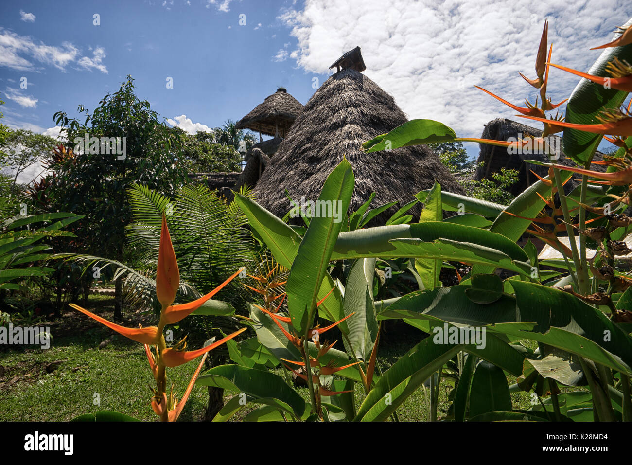 June 6, 2017 Misahualli, Ecuador: buildings made of bamboo in the ...