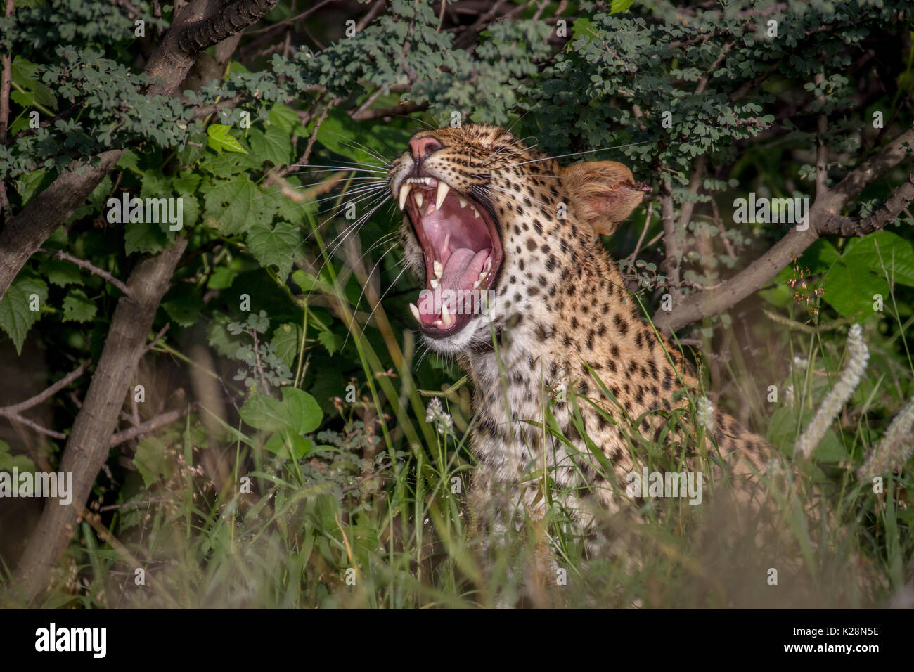 Leopard yawning in the bushes in the Central Kalahari, Botswana Stock Photo - Alamy