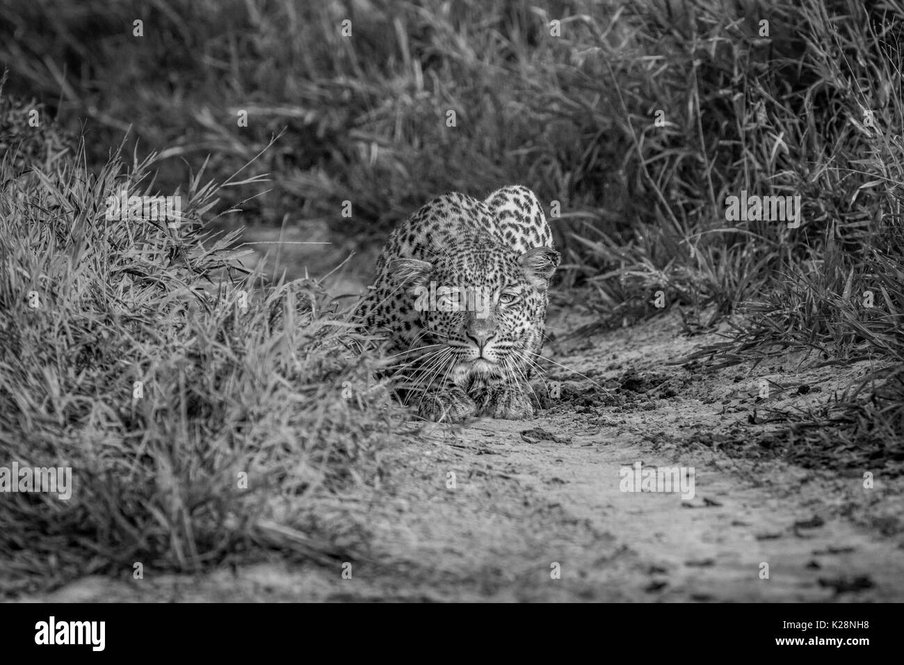 Black leopard stalking hi-res stock photography and images - Alamy