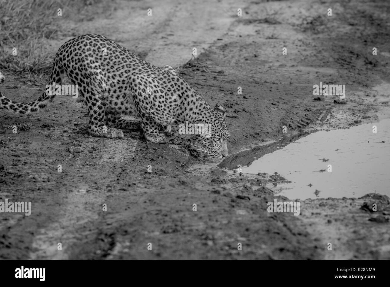 Leopard drinking from a pool of water on the road in black and white in ...