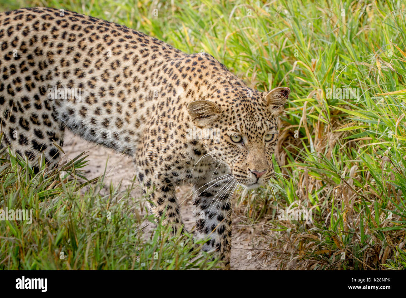 Side profile of a Leopard in the Central Kalahari, Botswana Stock Photo ...