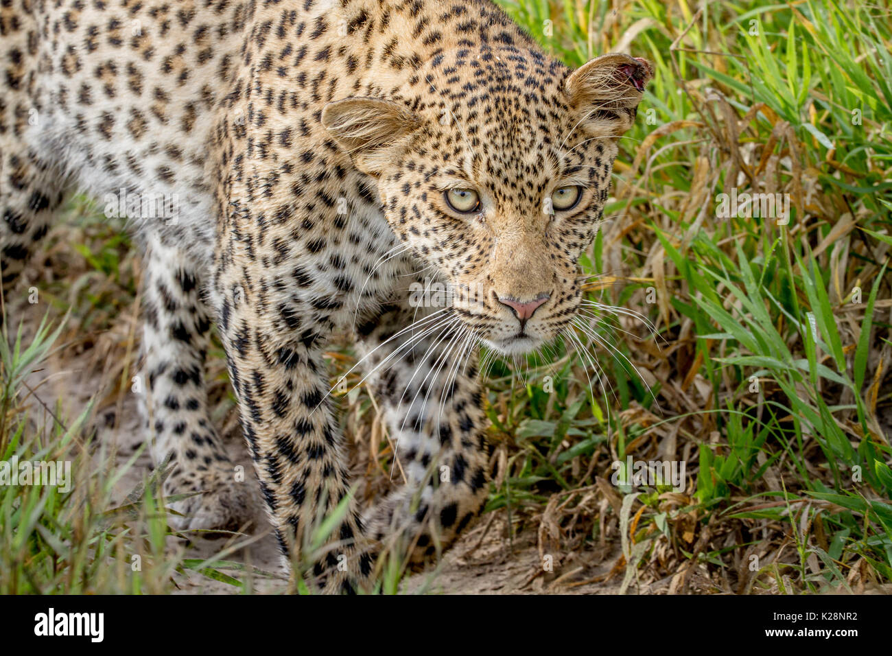 Leopard looking up at the camera in the Central Kalahari, Botswana ...