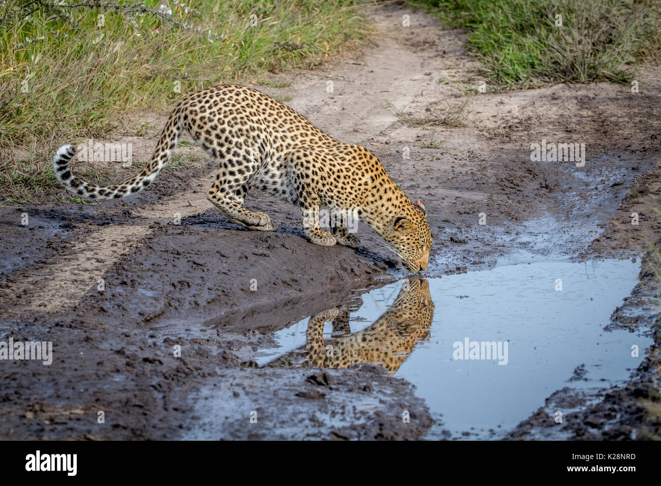 Leopard drinking from a pool of water on the road in the Central ...