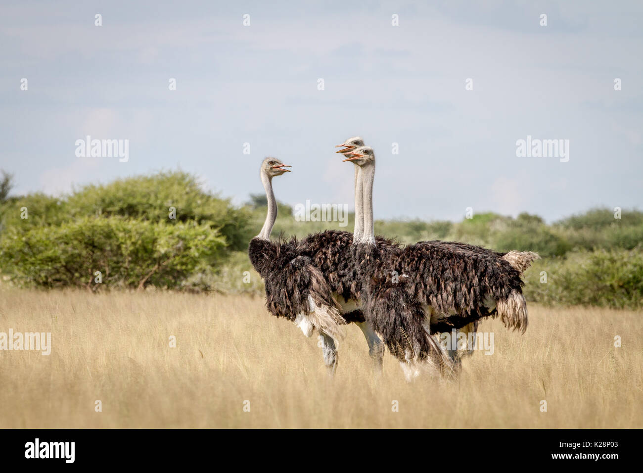 Three Ostriches standing in the high grass in the Central Kalahari ...