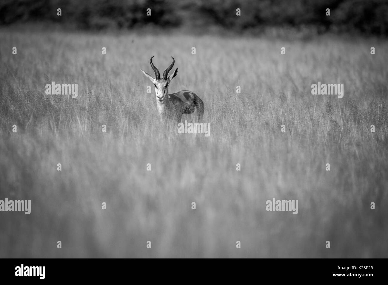 Springbok standing in the high grass in black and white in the Central ...