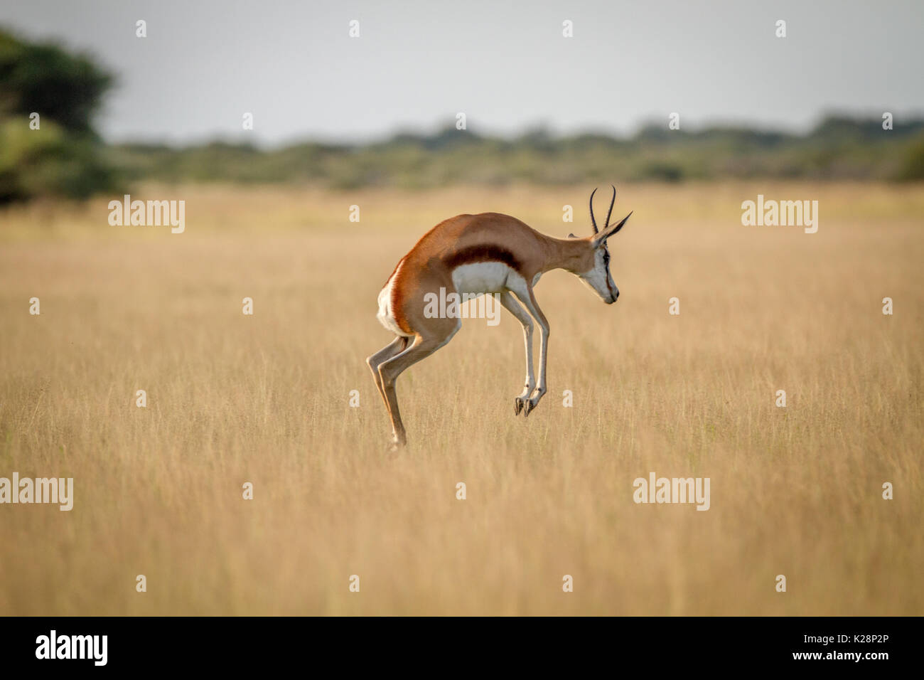Springbok jumping south africa hi-res stock photography and images - Alamy