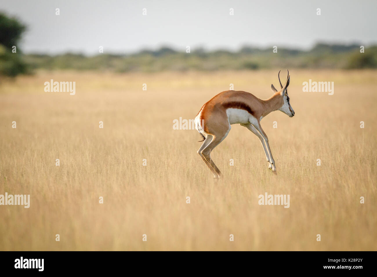 Springbok jumping south africa hi-res stock photography and images - Alamy