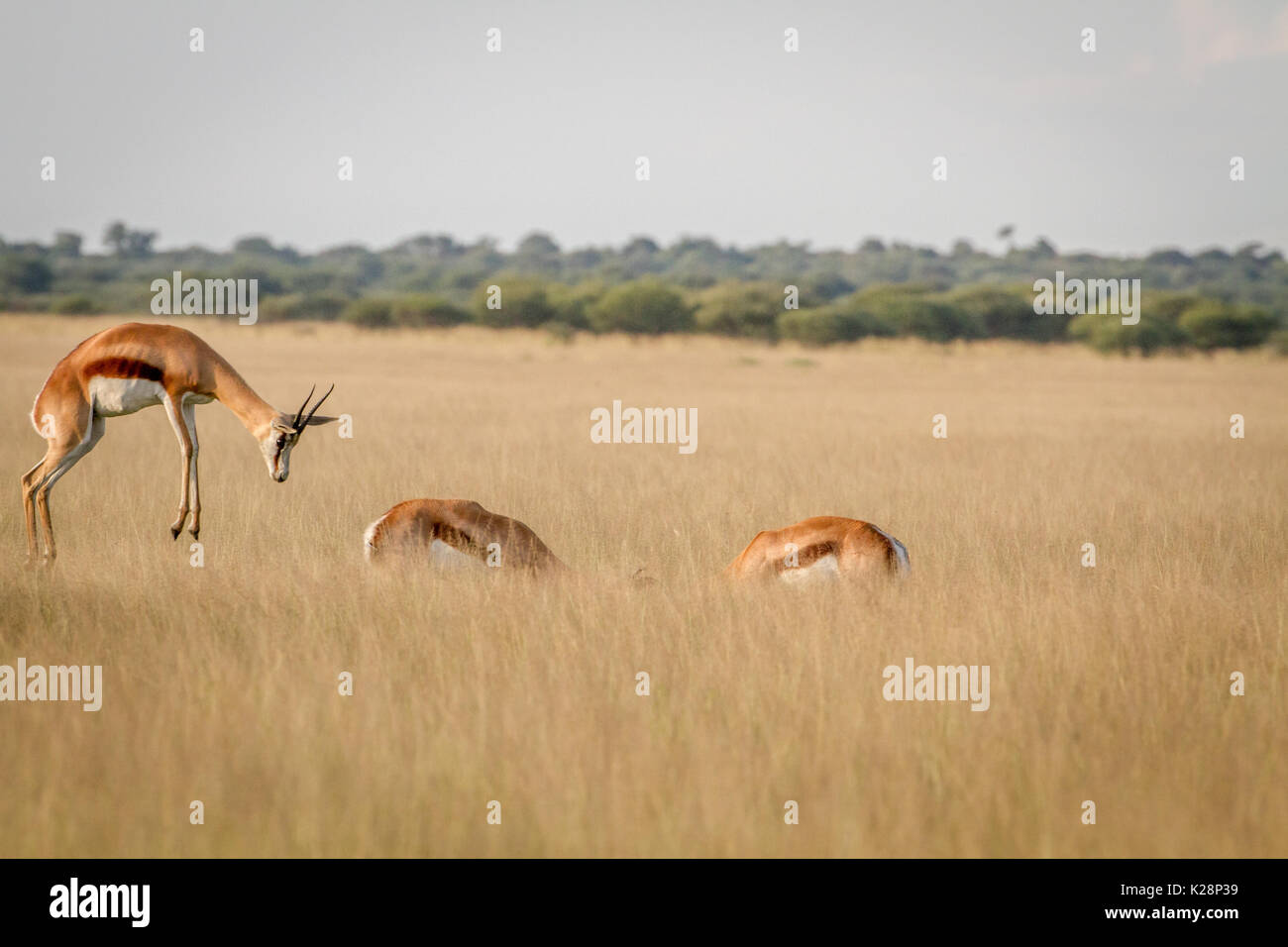 Springbok jumping south africa hi-res stock photography and images - Alamy