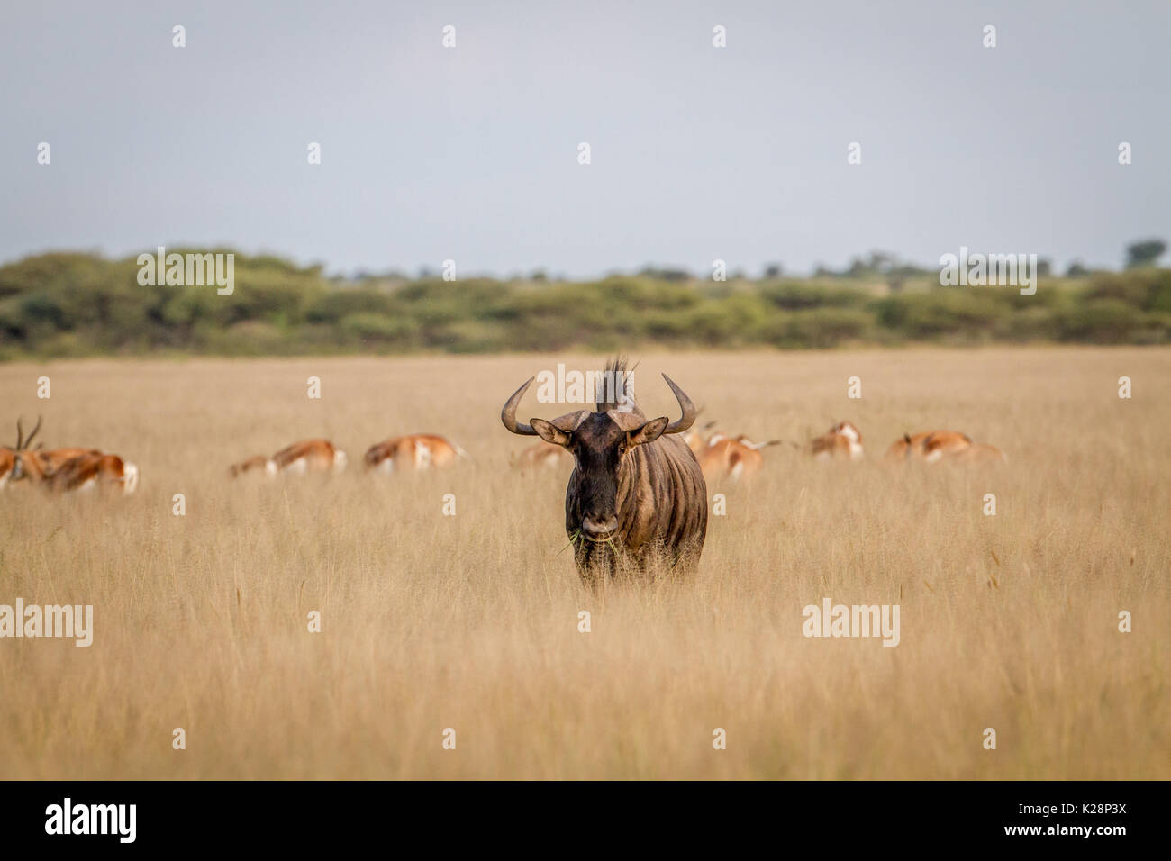 Springbok migration kalahari hi-res stock photography and images - Alamy