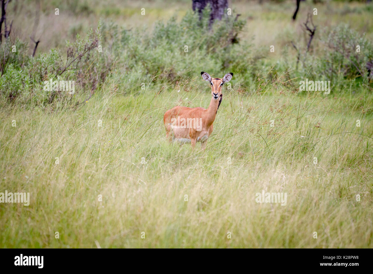 Female Impala standing in the grass in the Okavango Delta, Botswana ...