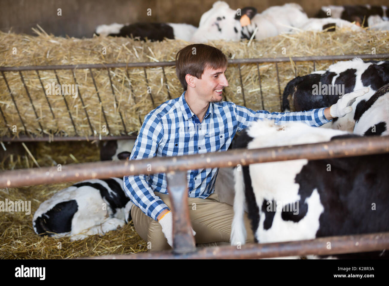 young smiling male farmer taking care of cows on farm indoors Stock ...
