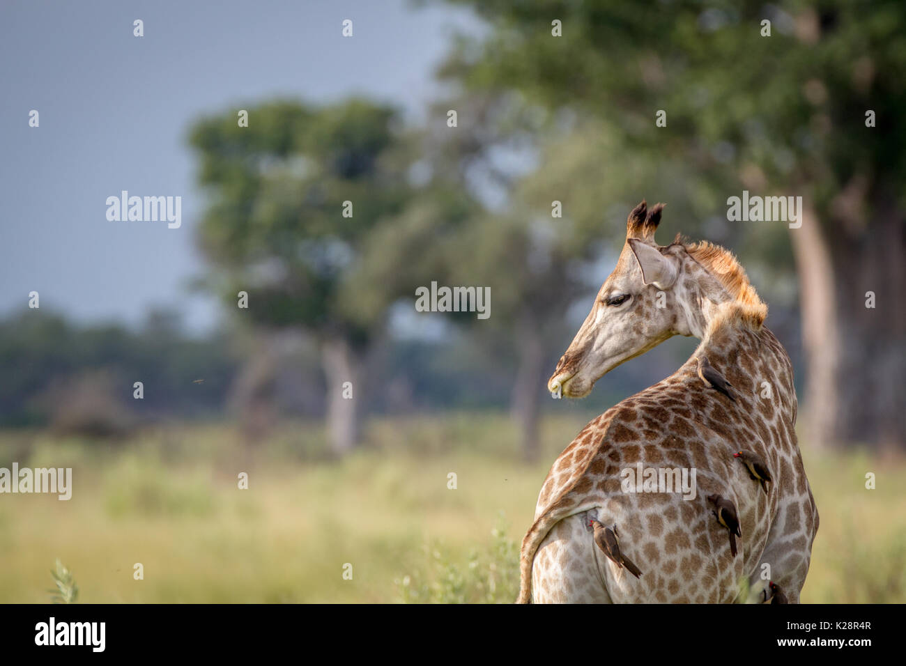 Giraffe from behind hi-res stock photography and images - Alamy