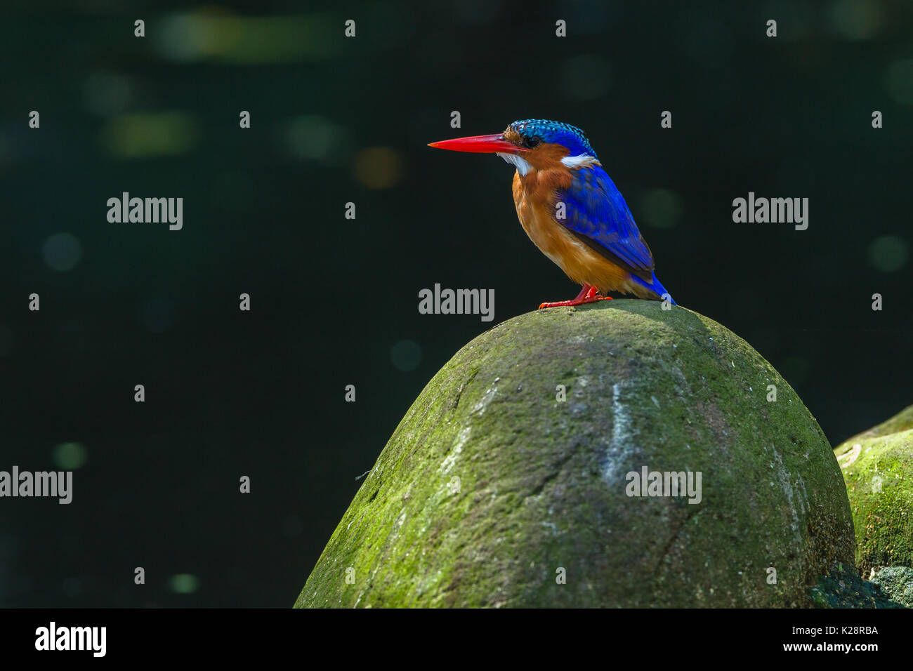 Bird african pygmy kingfisher closeup on wetland rocks Stock Photo - Alamy