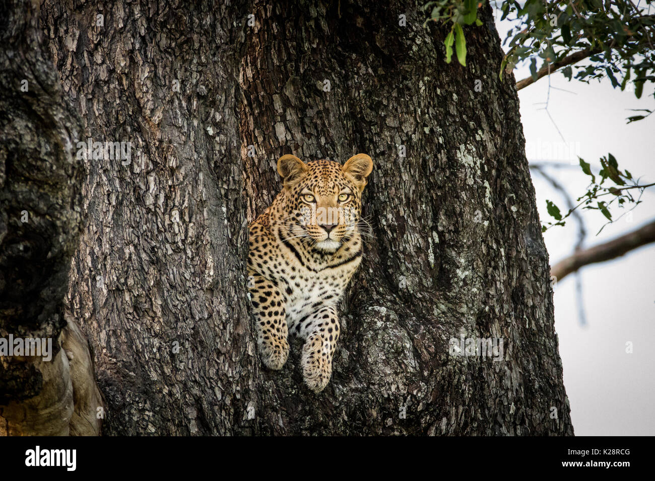 Leopard panthera pardus looking out in the tree hi-res stock ...