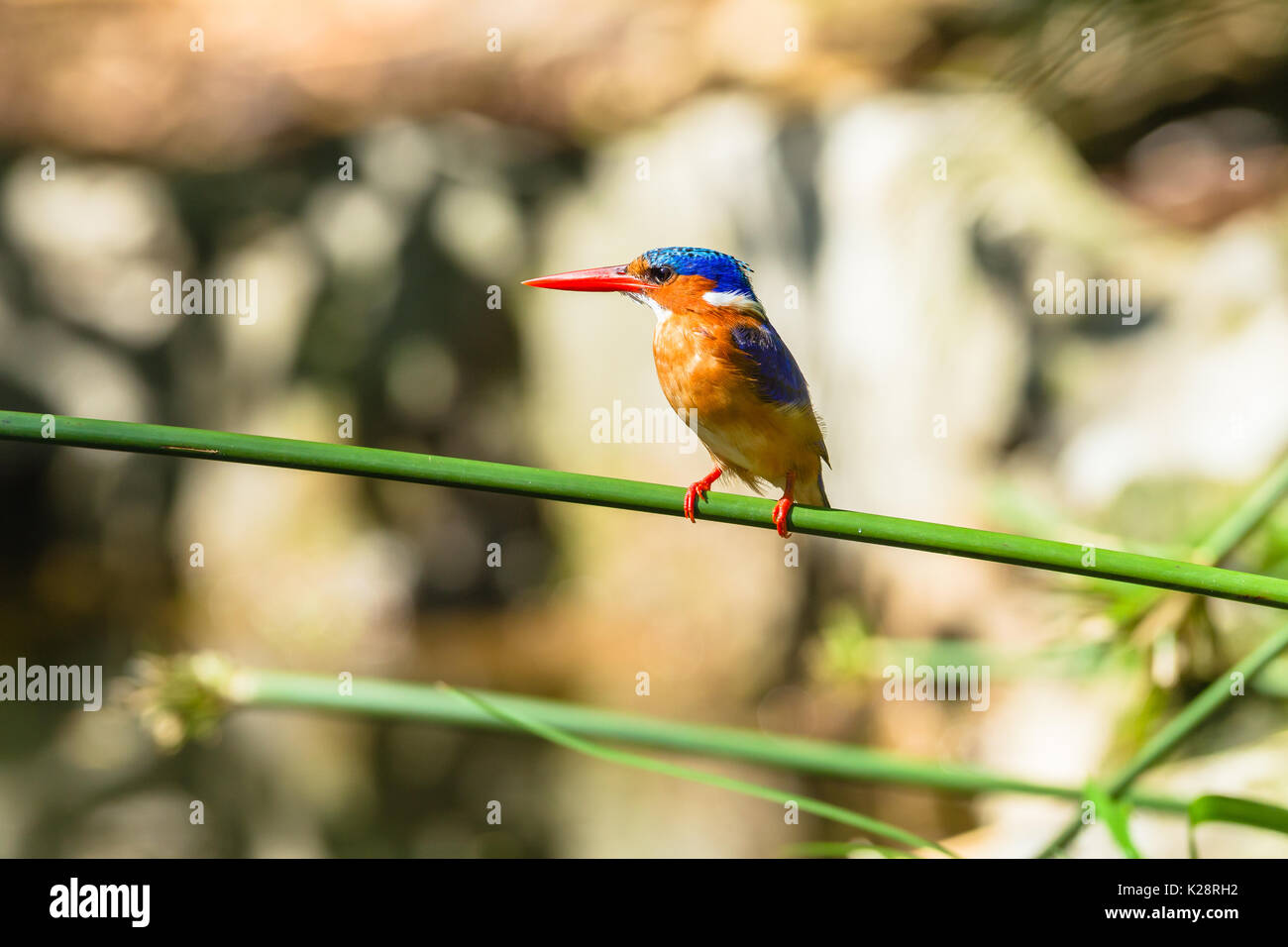 Bird african pygmy kingfisher closeup on wetland rocks Stock Photo - Alamy