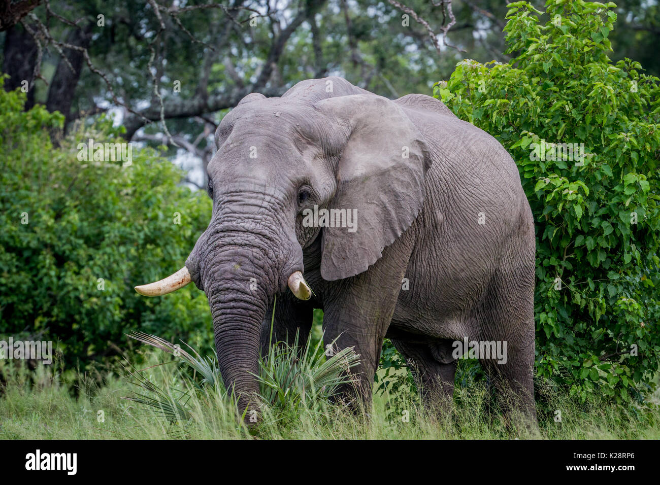 Big Elephant bull starring at the camera in the Okavango Delta ...