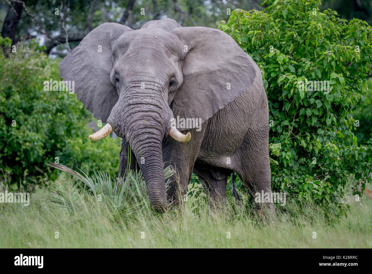 Big Elephant bull starring at the camera in the Okavango Delta ...