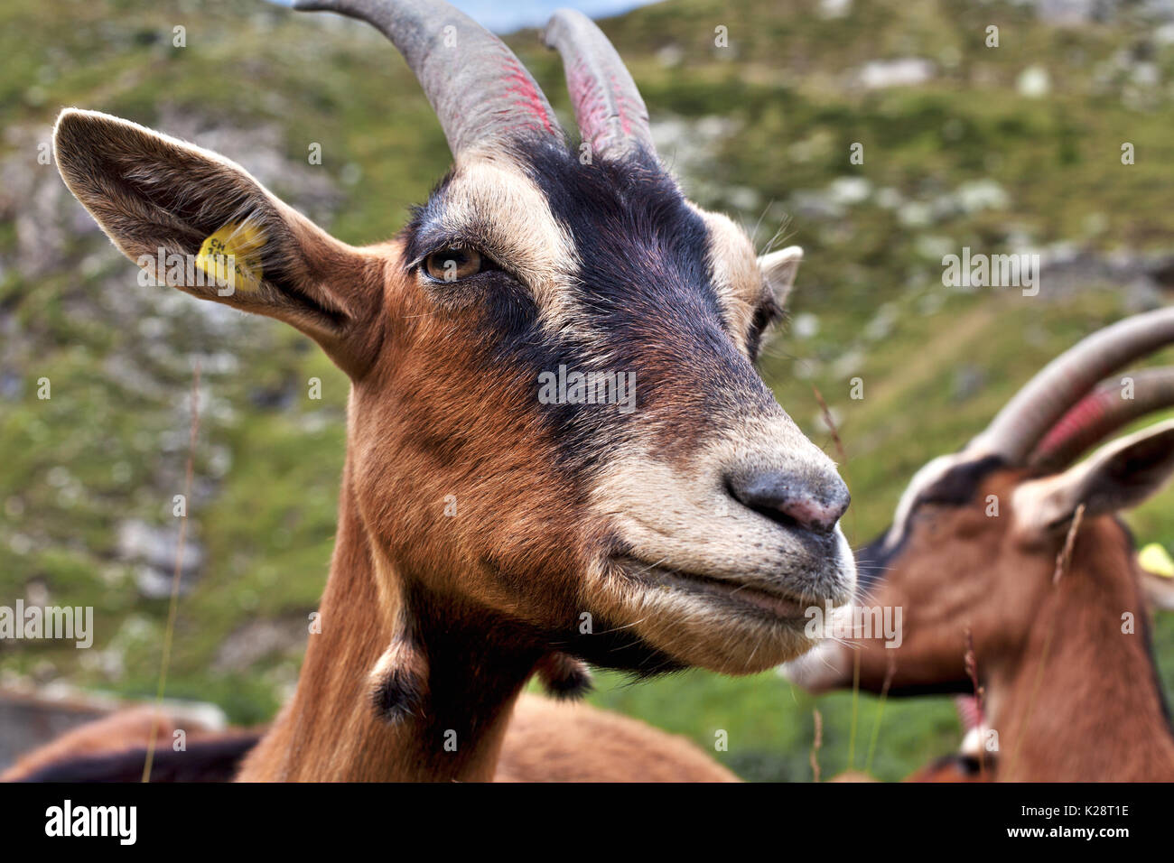 Mountain goat alp switzerland hi-res stock photography and images - Alamy