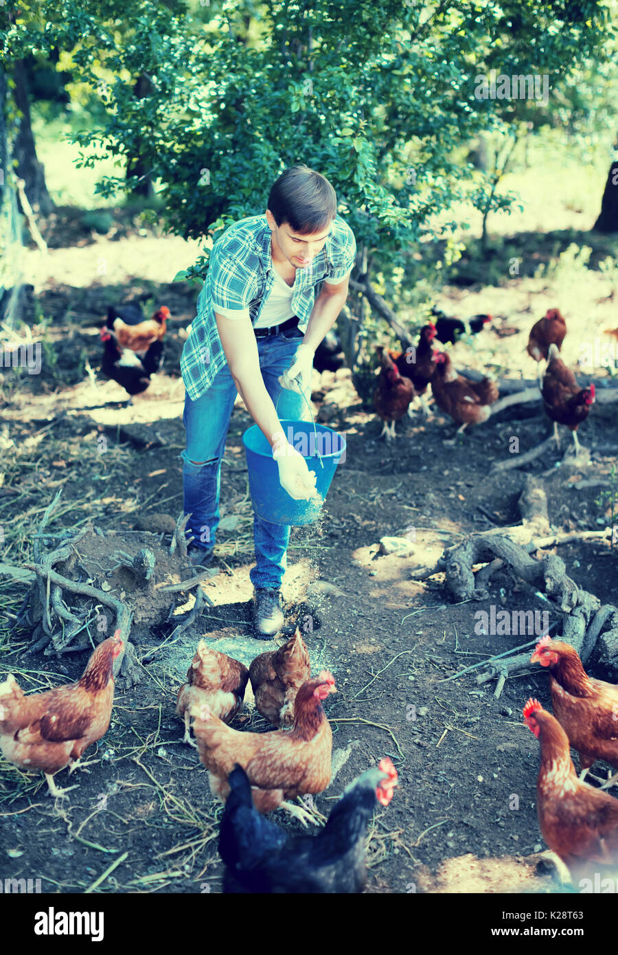 Happy man farmer giving feeding stuff to chickens on farm outdoors ...