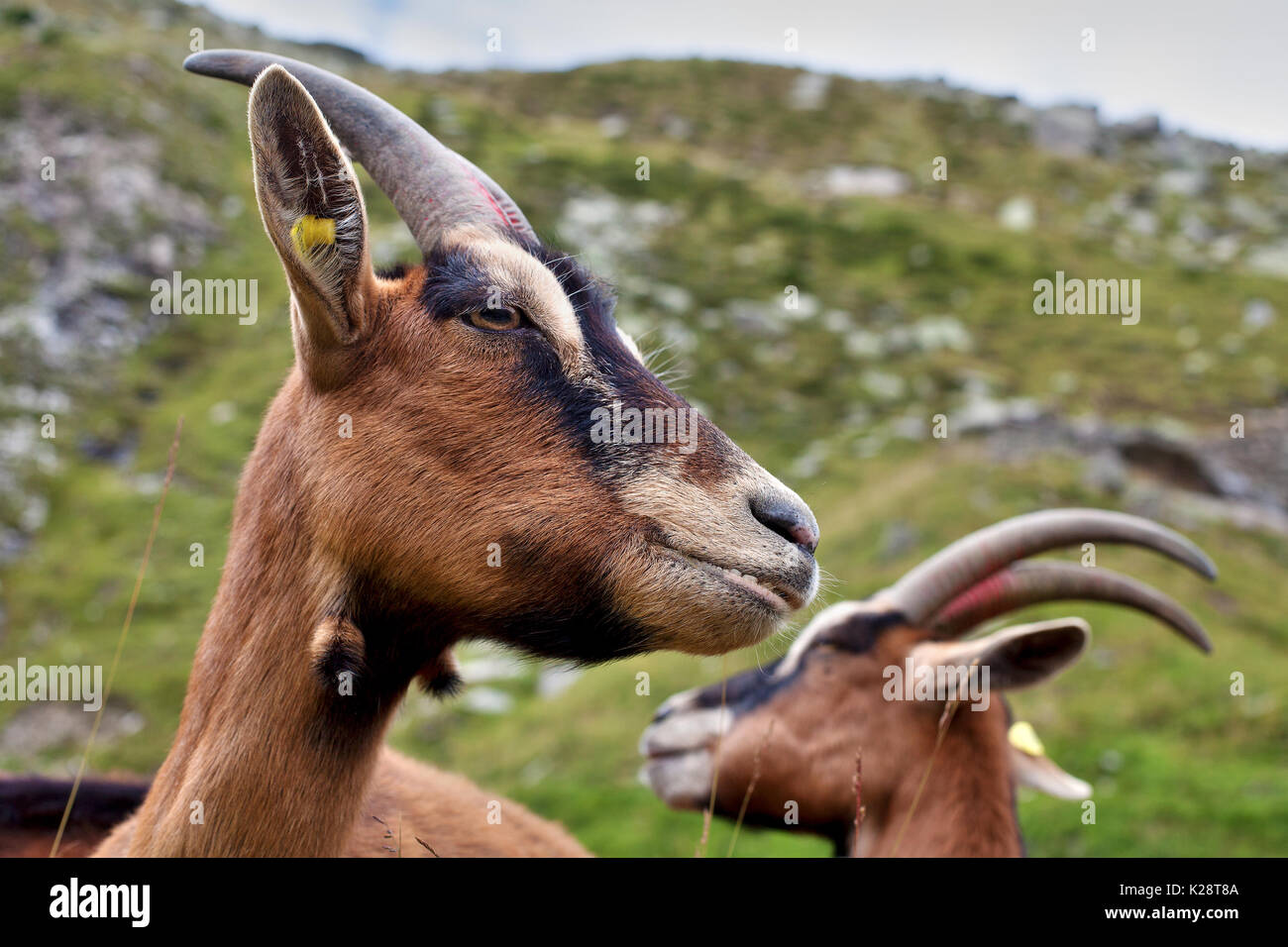 Goat alp switzerland hi-res stock photography and images - Alamy