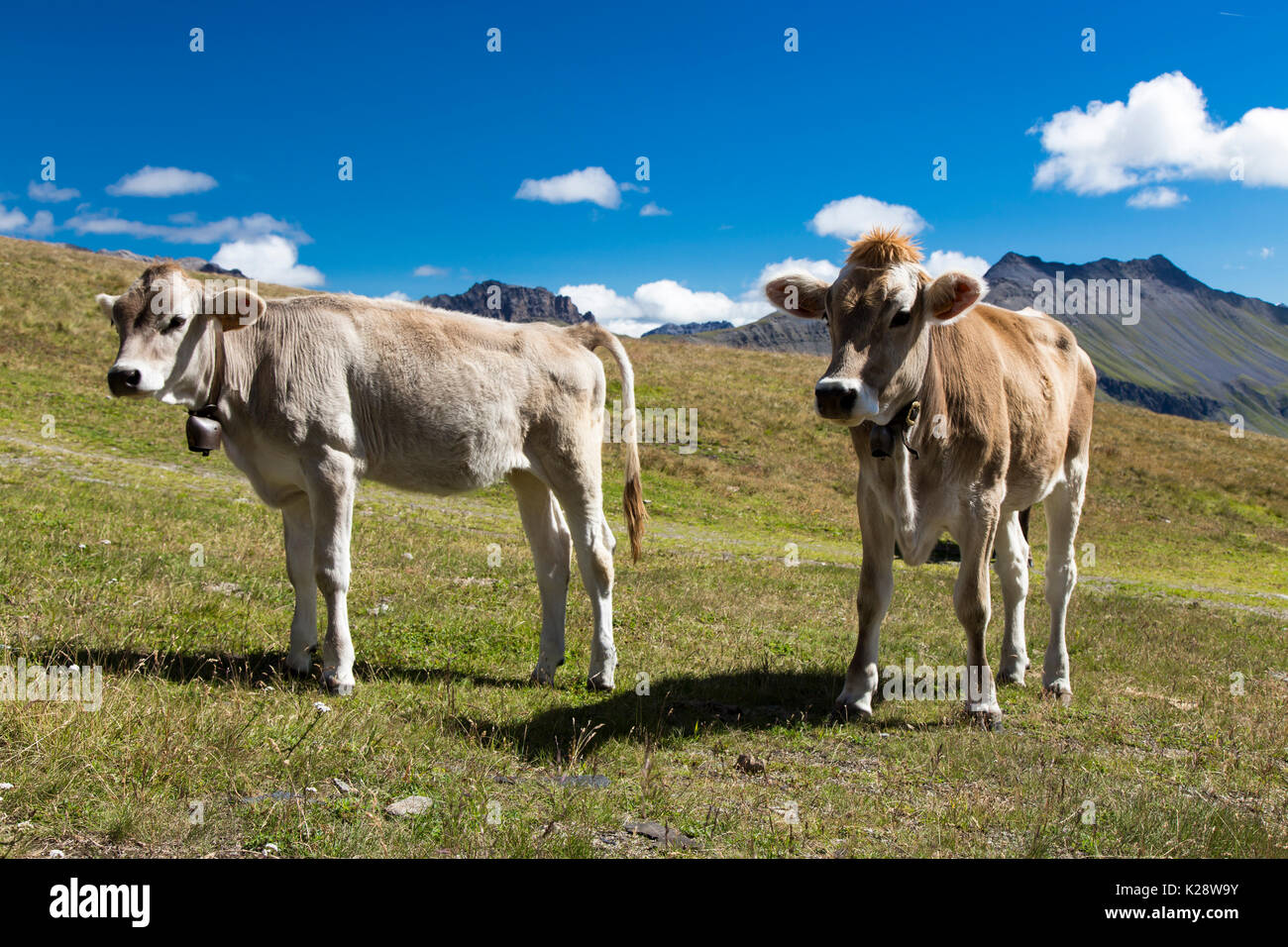 Landscape with two cows grazing in mountain meadow on sunny day Stock ...