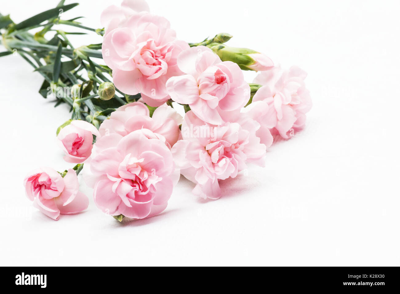 Carnation flowers on white background Stock Photo - Alamy