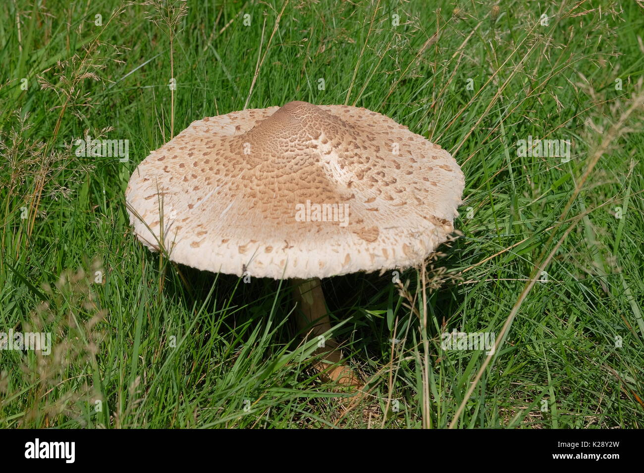 Beige fungi hi-res stock photography and images - Alamy
