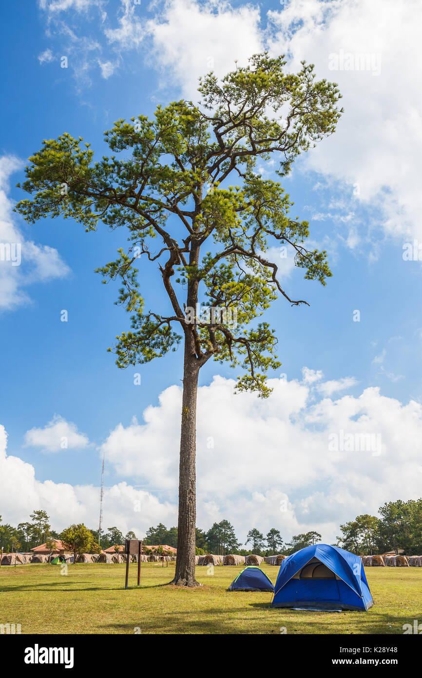 Pine tree and tents on base camp Stock Photo - Alamy