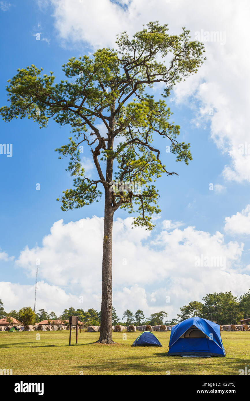 Pine tree and tents on base camp Stock Photo - Alamy