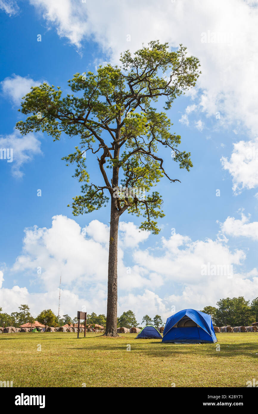 Pine tree and tents on base camp Stock Photo - Alamy