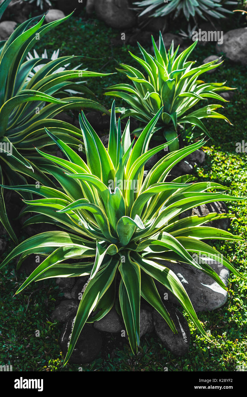 Tropical plants in Bali garden Stock Photo - Alamy