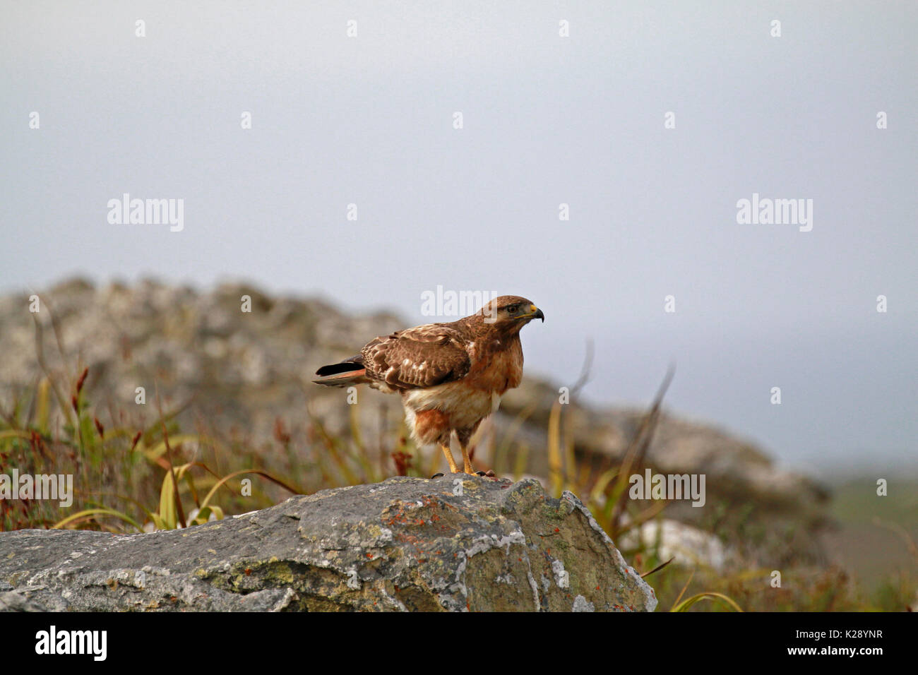 Cape town buzzard hi-res stock photography and images - Alamy