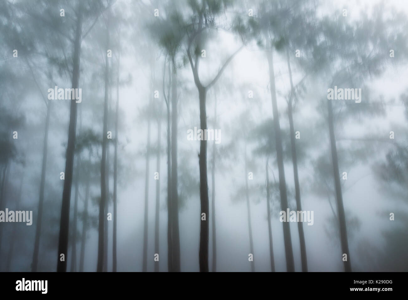 Exposure technique to capture blur pine tree like it's dancing Stock ...