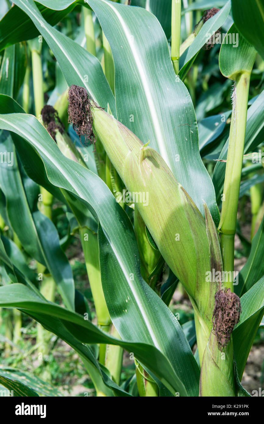 Indian corn on the cob hi-res stock photography and images - Alamy