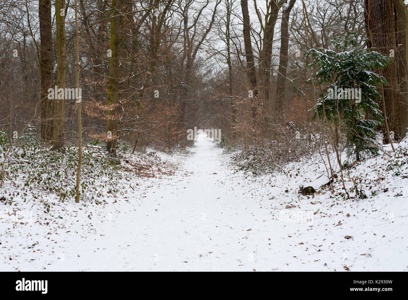 Frosty pathway hi-res stock photography and images - Alamy