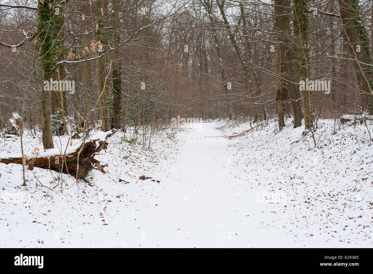 Pathway under the snow in the forest Stock Photo - Alamy