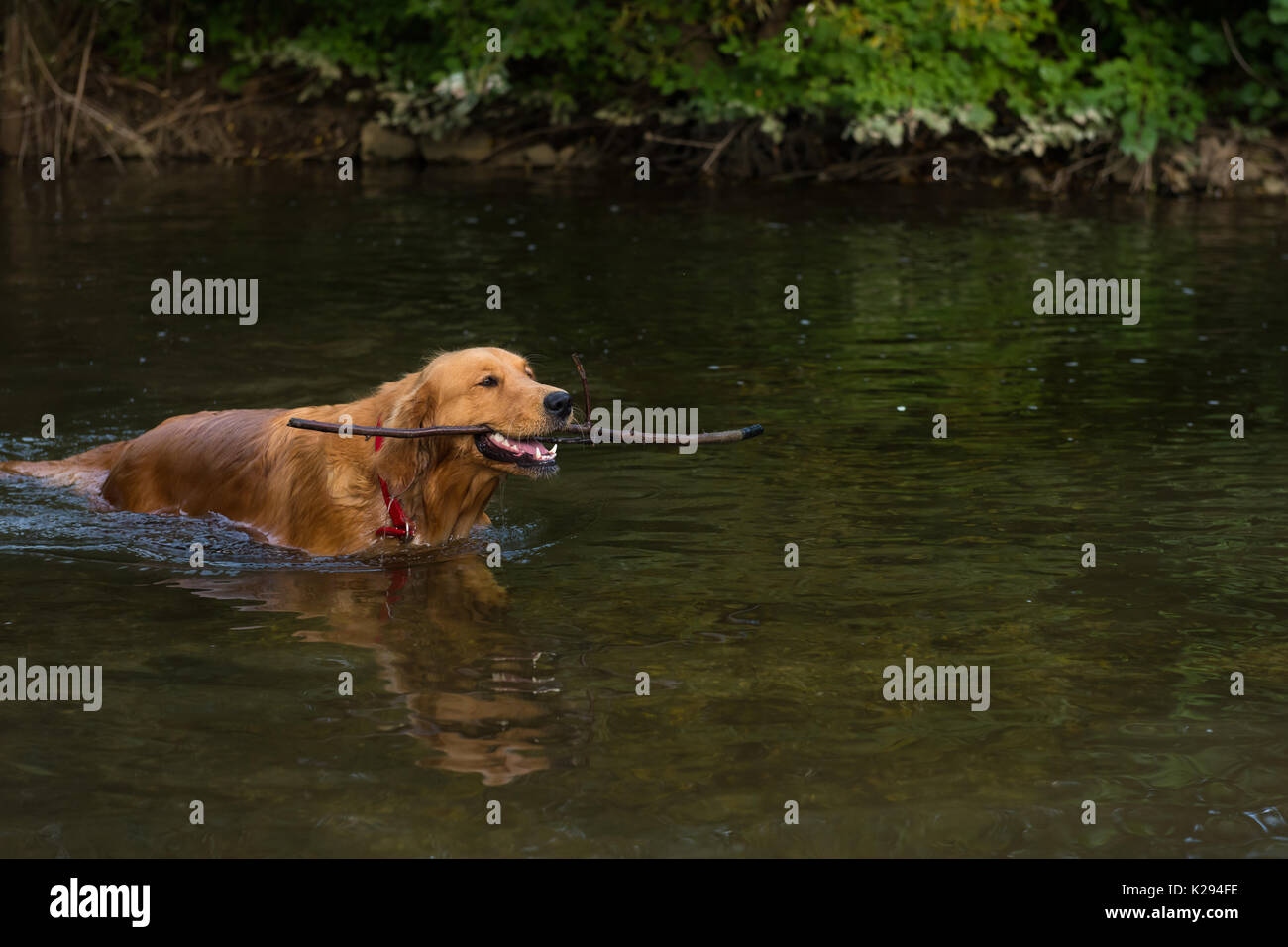 Happy family walk retriever hi-res stock photography and images - Alamy