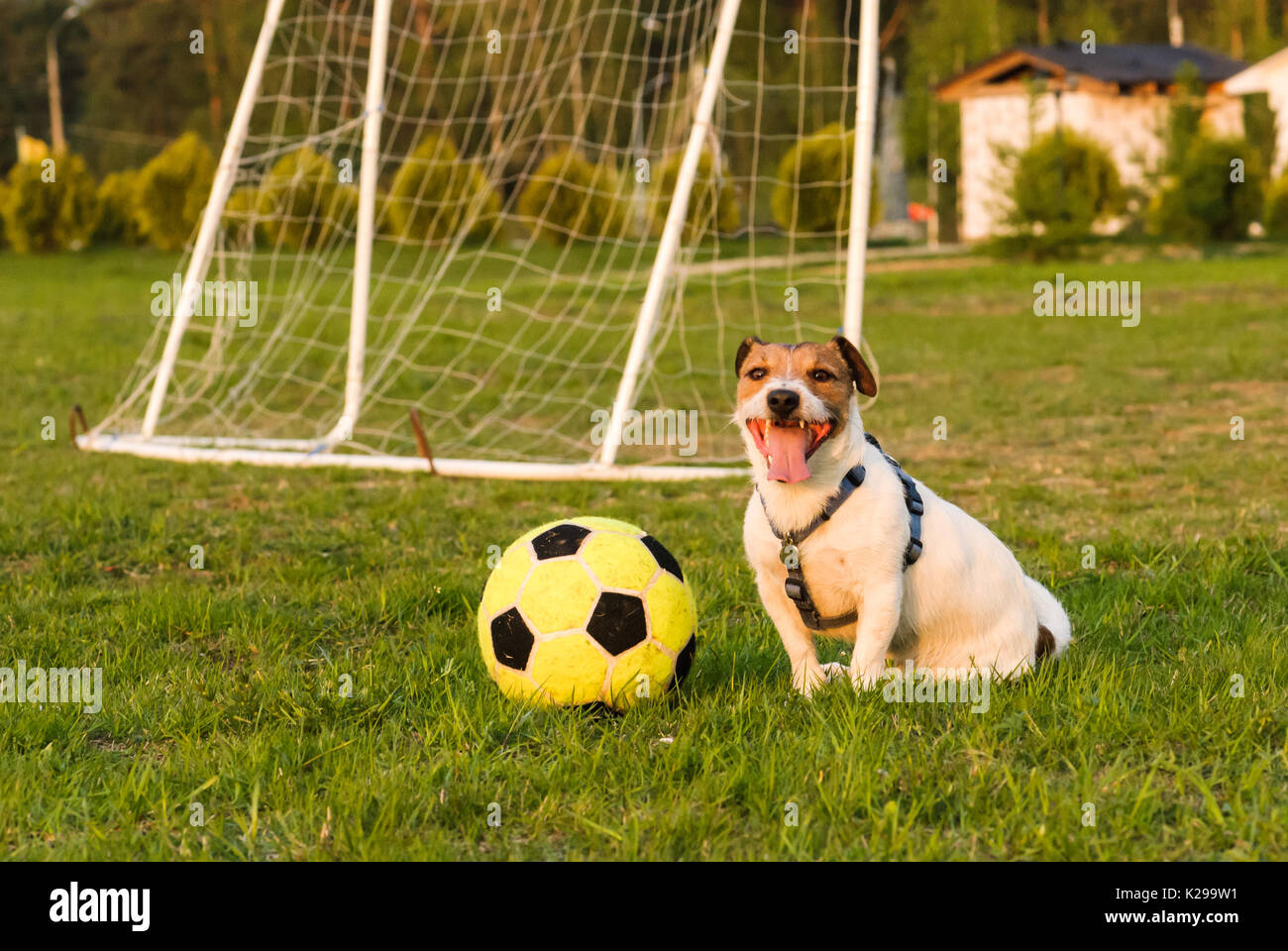 Dog Soccer Games
