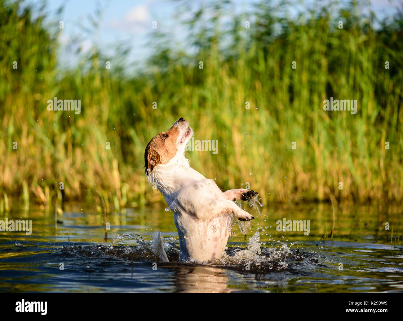 Canine activities hi-res stock photography and images - Alamy