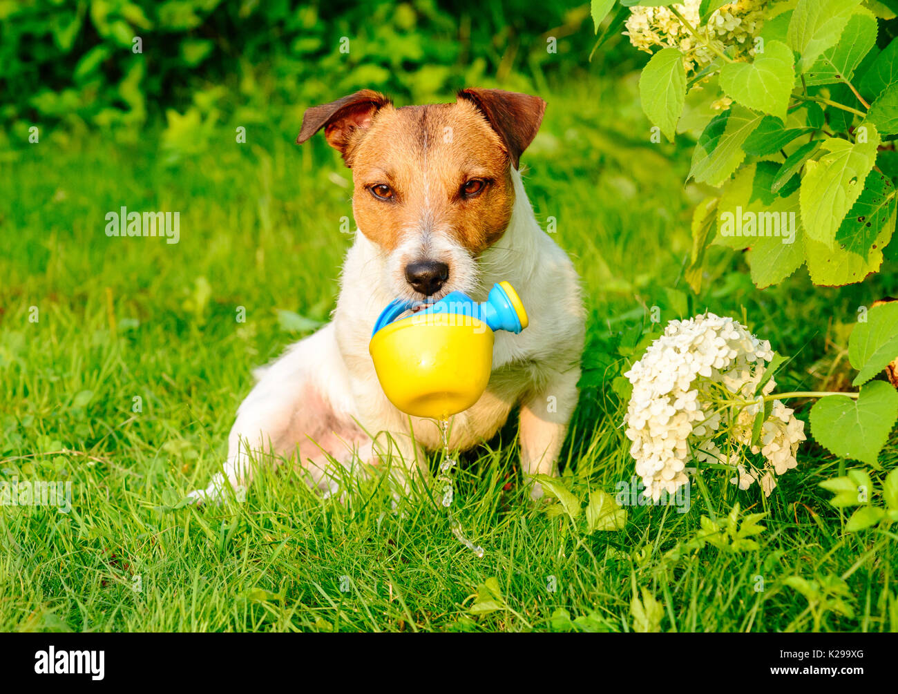 Pouring dog hi-res stock photography and images - Alamy