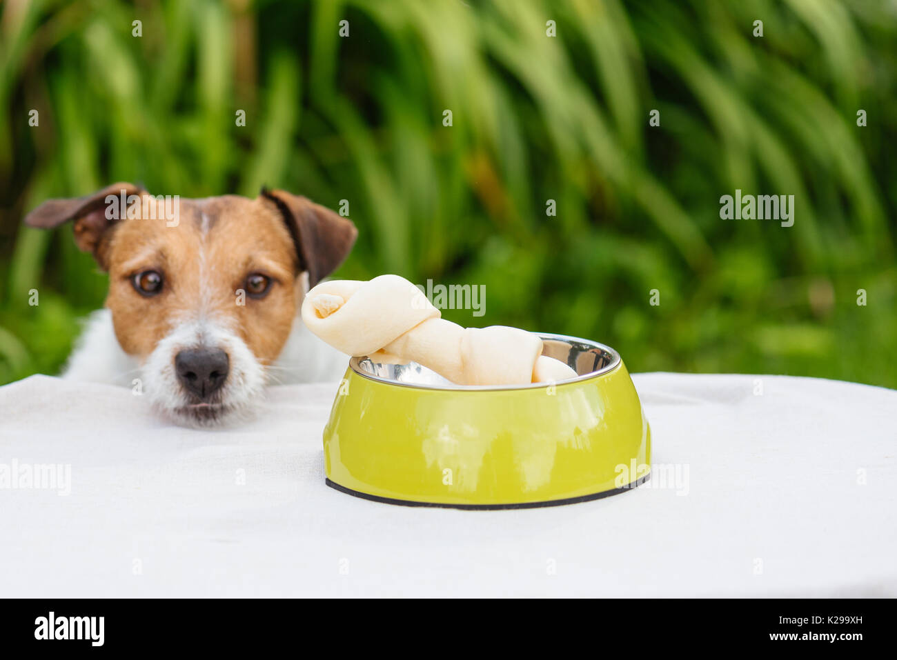 Dog bone in doggy bowl with sad carving dog face at background Stock ...