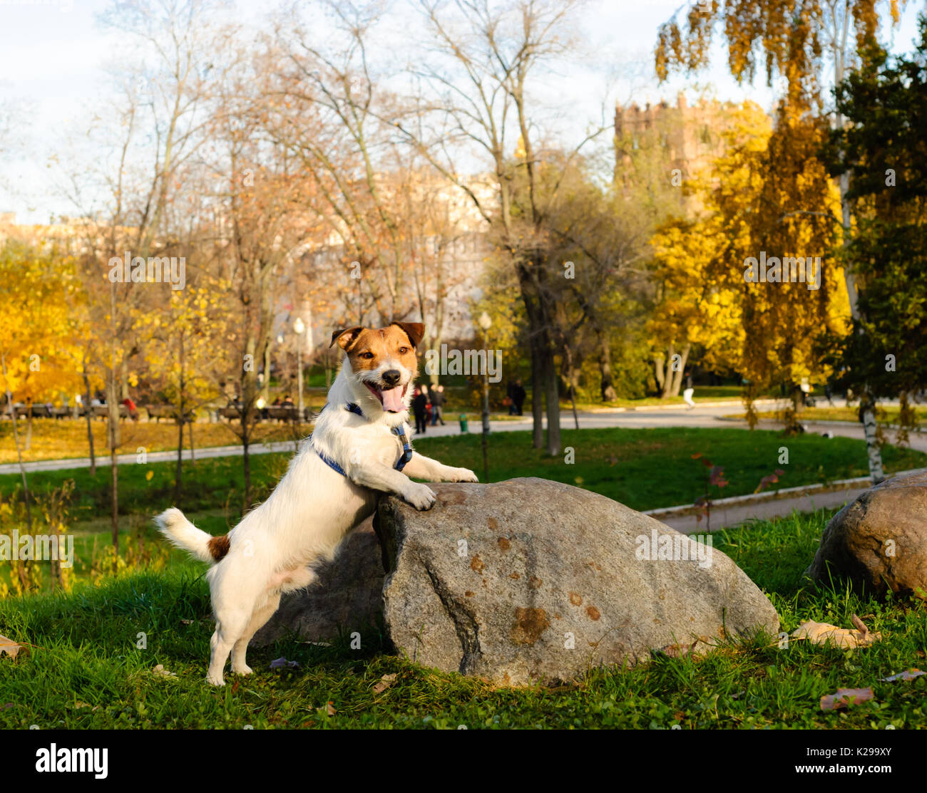 Warm dog hi-res stock photography and images - Alamy