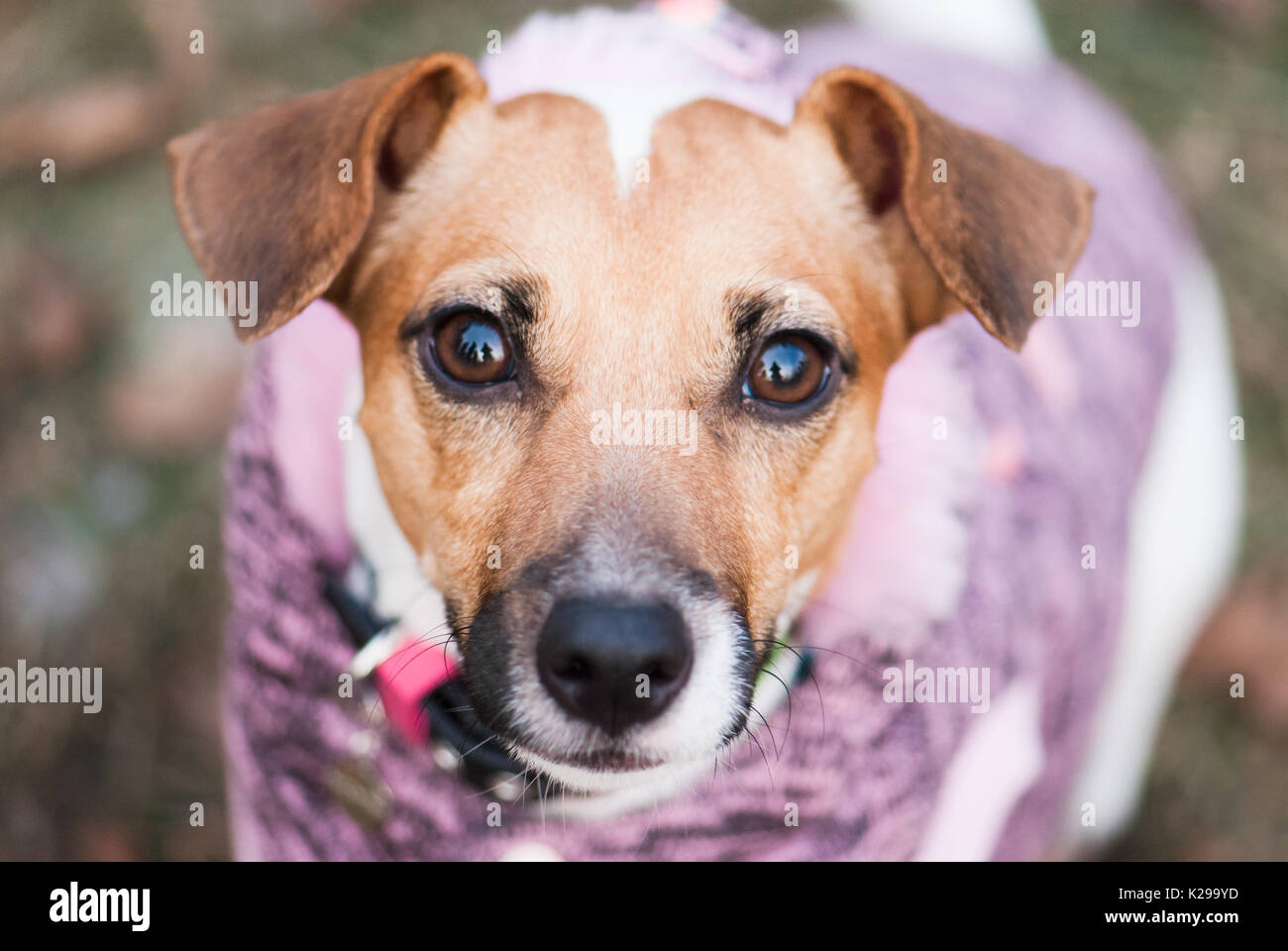 Dogs Sad Begging Face California Pit Bull Rescue Professional Sad