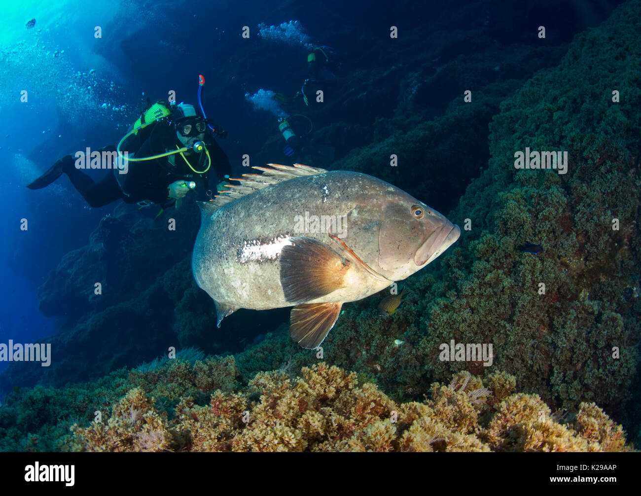 Giant grouper hi-res stock photography and images - Alamy