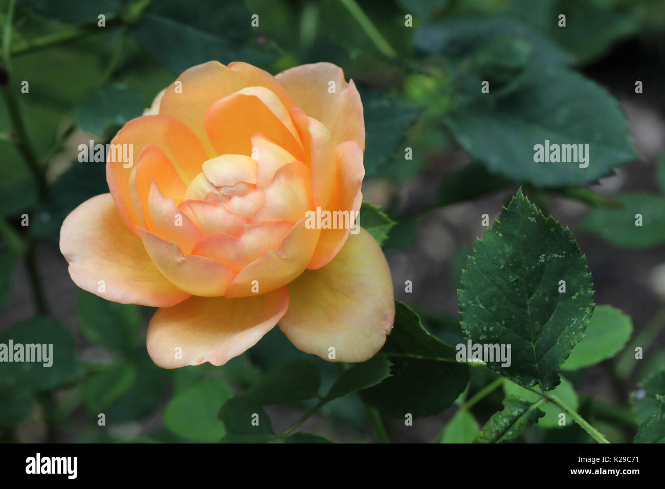 English Shrub Rose Lady Of Shalott High Resolution Stock Photography ...