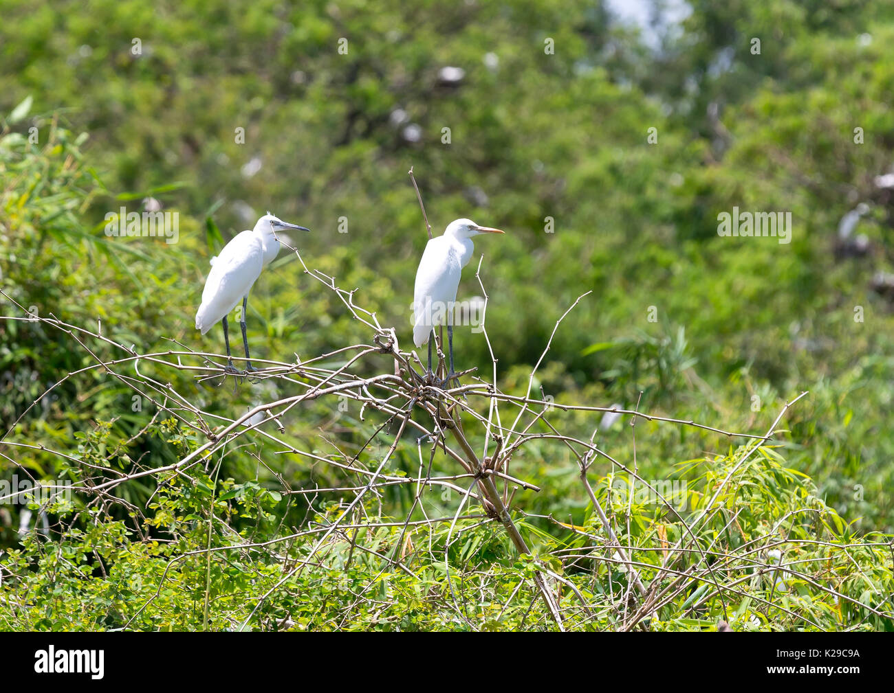 The white herd is playing, relaxing on the branches of the rain forest ...