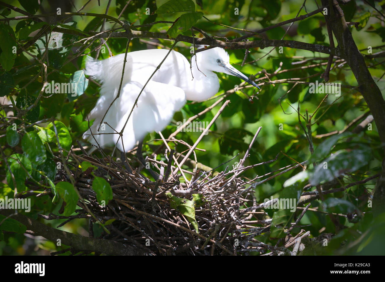 The white stork are building their nests with dry straws in the forest ...