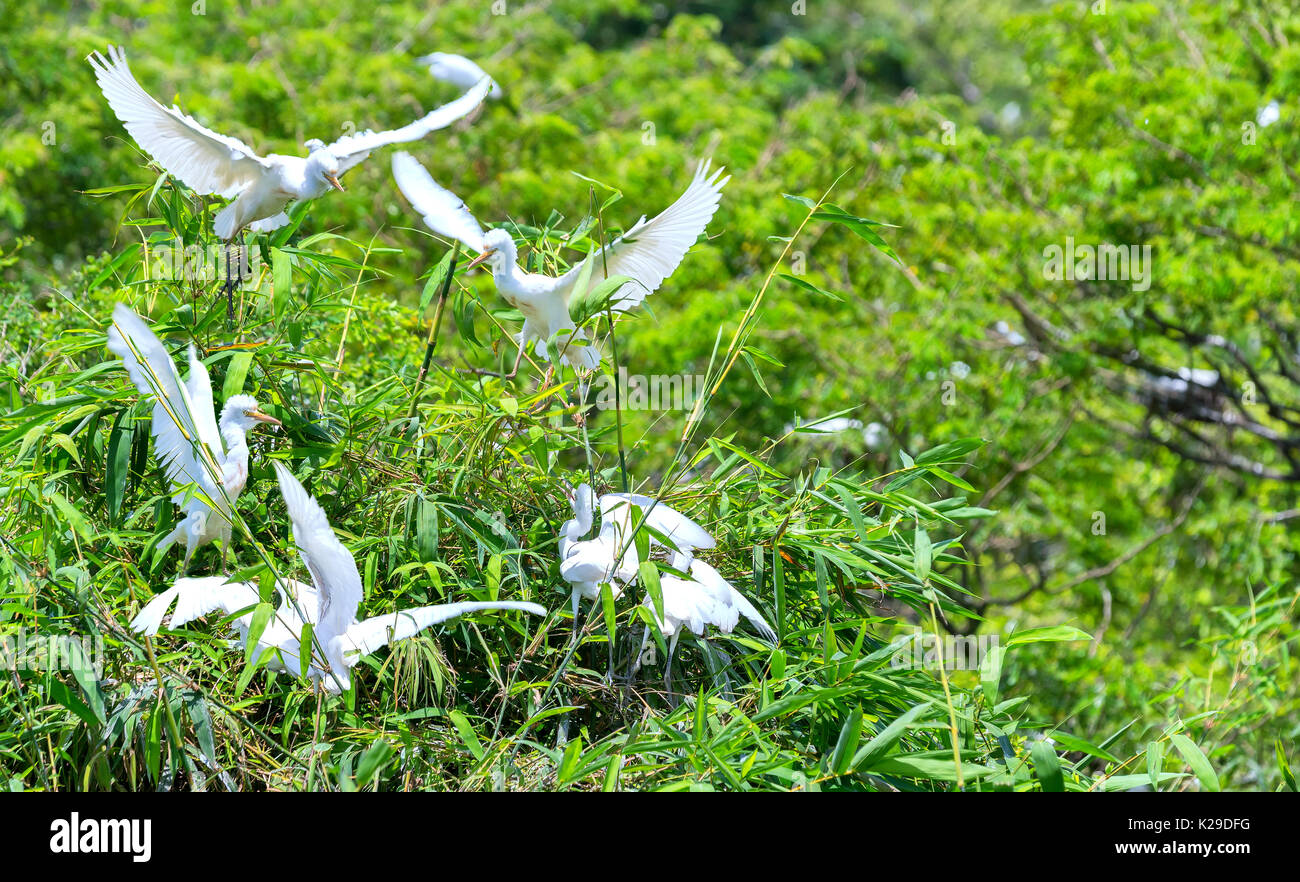 The white herd is playing, relaxing on the branches of the rain forest ...