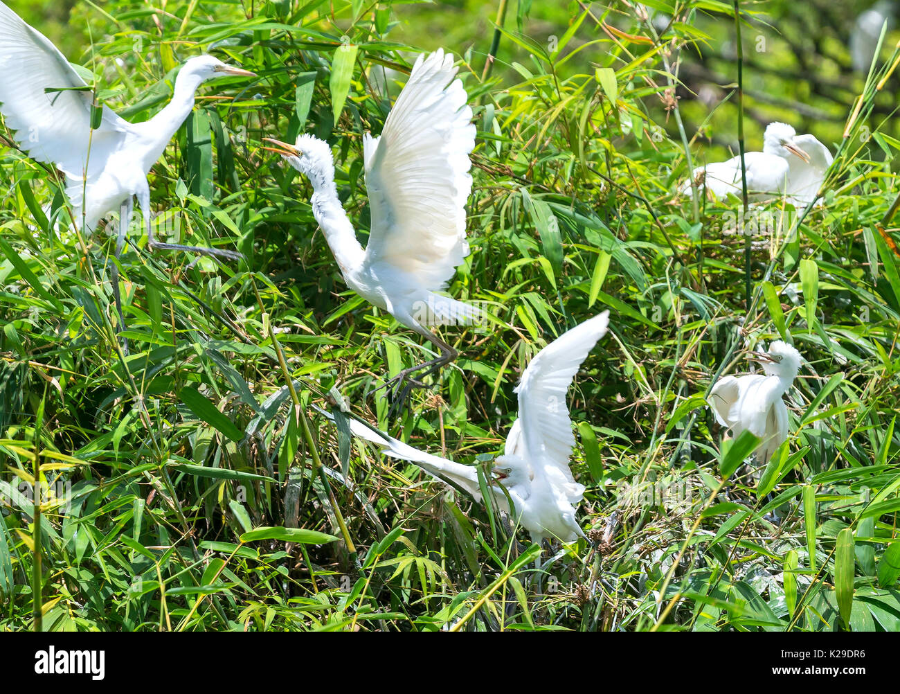 The white herd is playing, relaxing on the branches of the rain forest ...