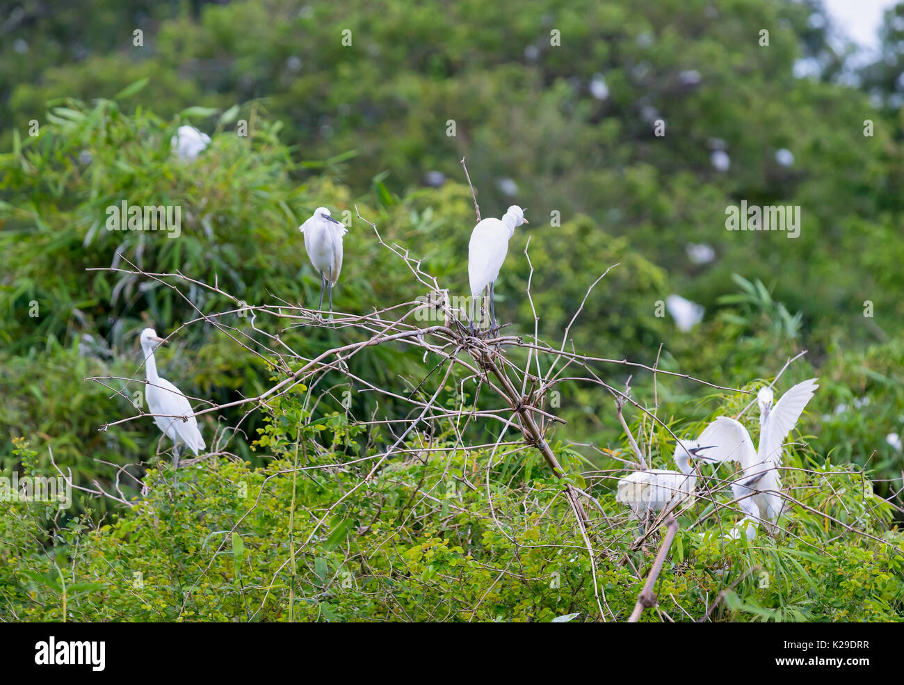 The white herd is playing, relaxing on the branches of the rain forest ...